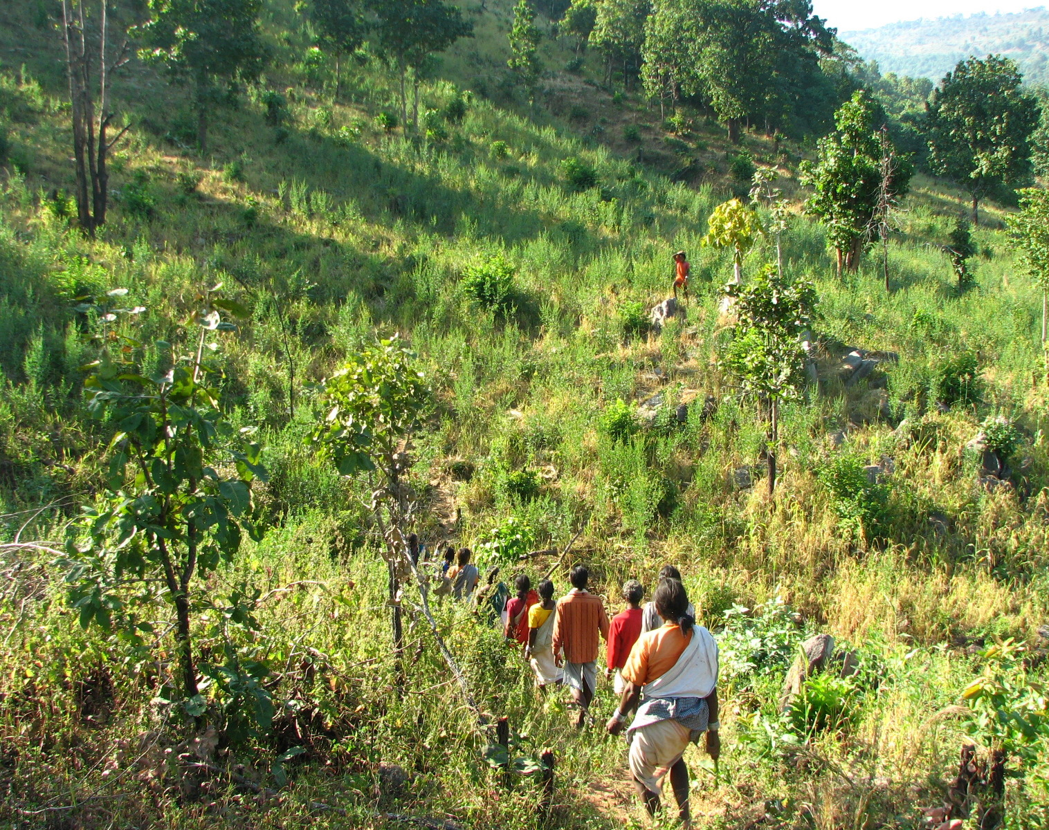 Adivasi